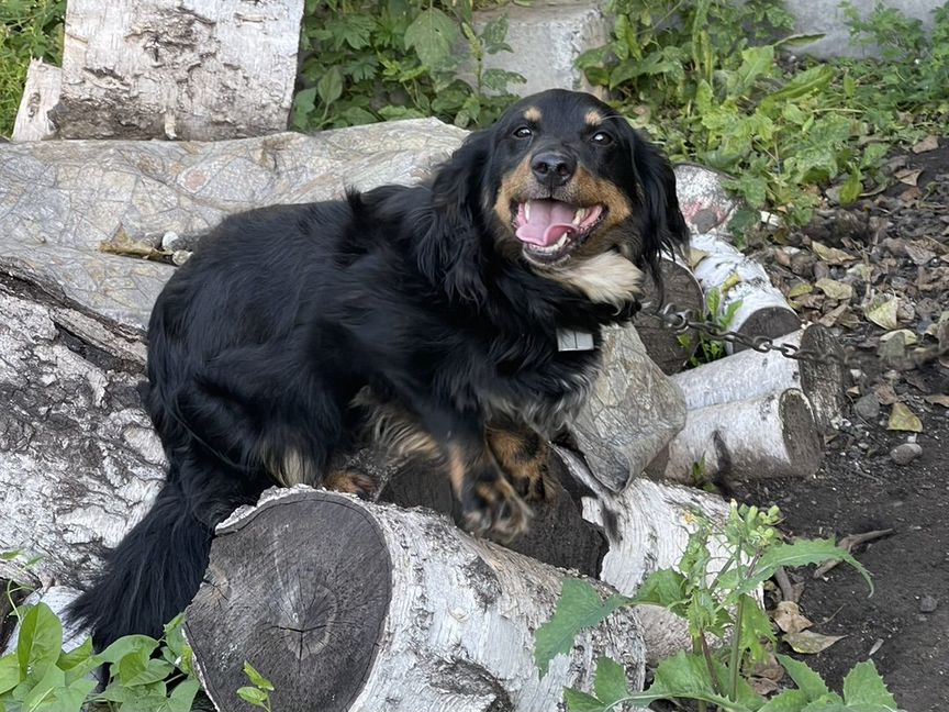 Собака дворняжка