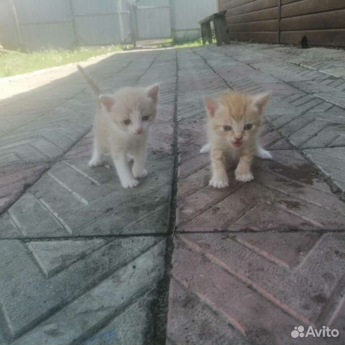 Котята 1 месяц беспородистые