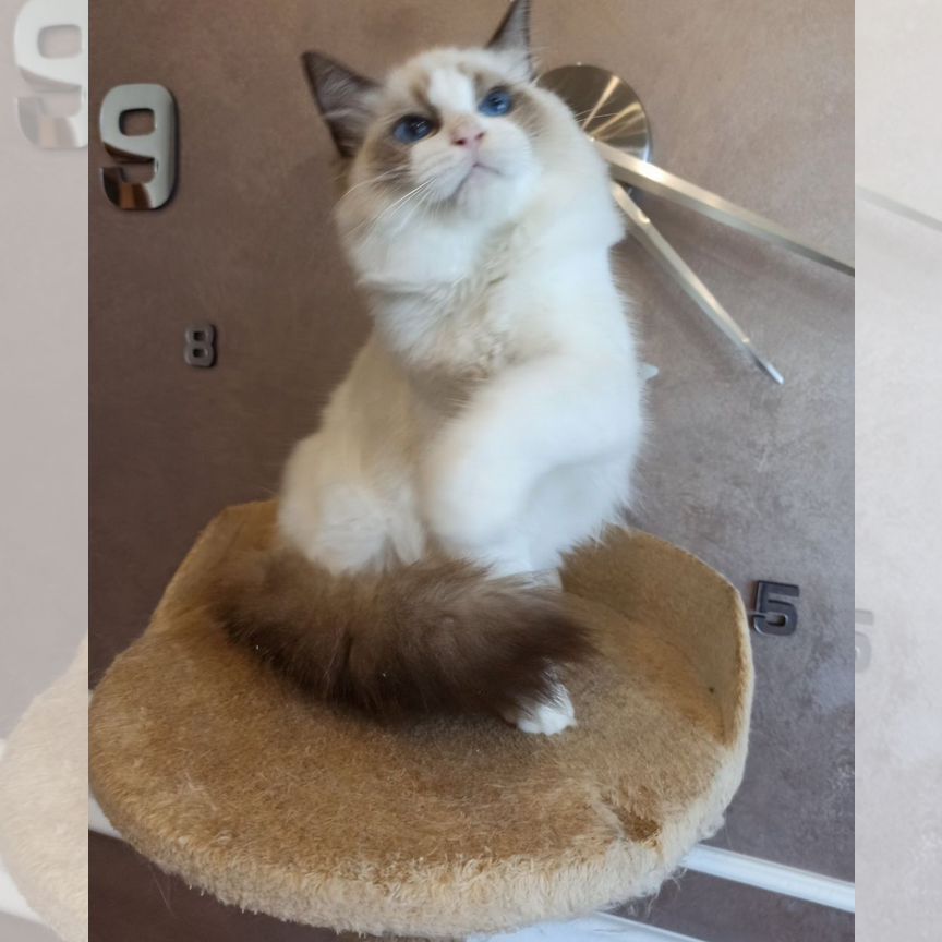 Кошечка рэгдолл