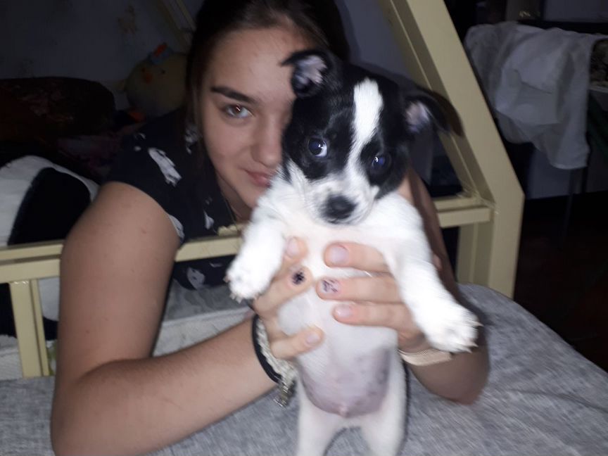 Щенок от маленькой собаки