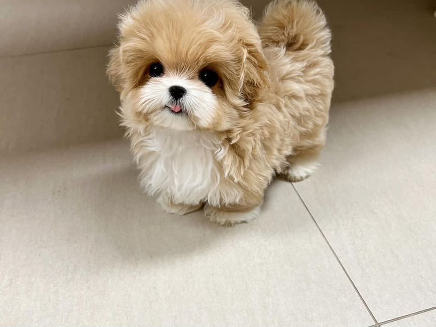 Мальтипу micro из Кореи уже в Москве