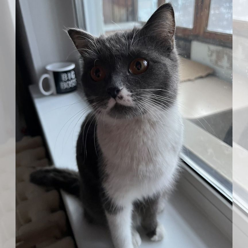 Котёнок в добрые руки