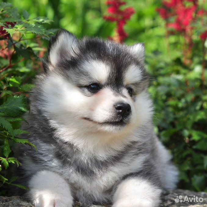 Малышка помски f3