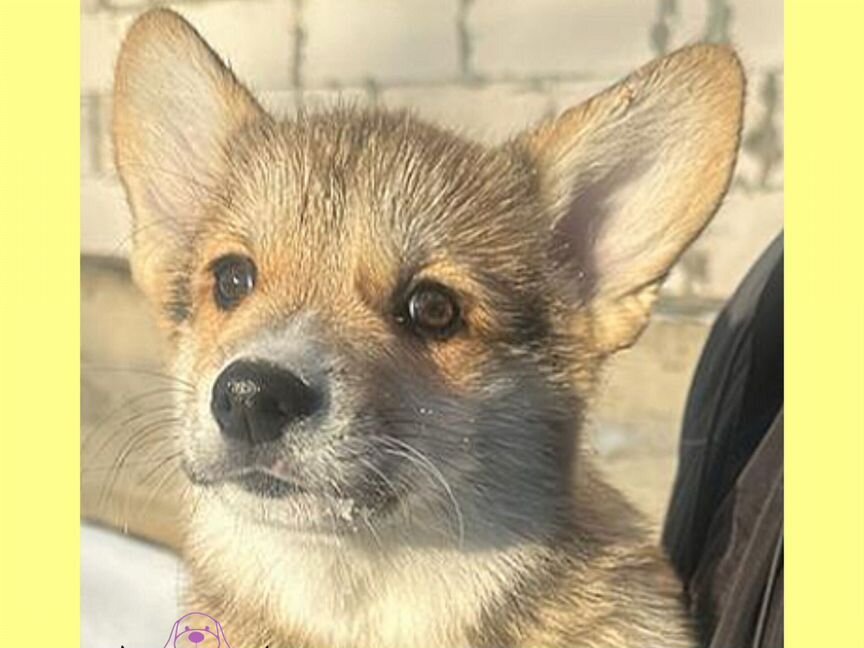 Мальчик коржик - соболёк