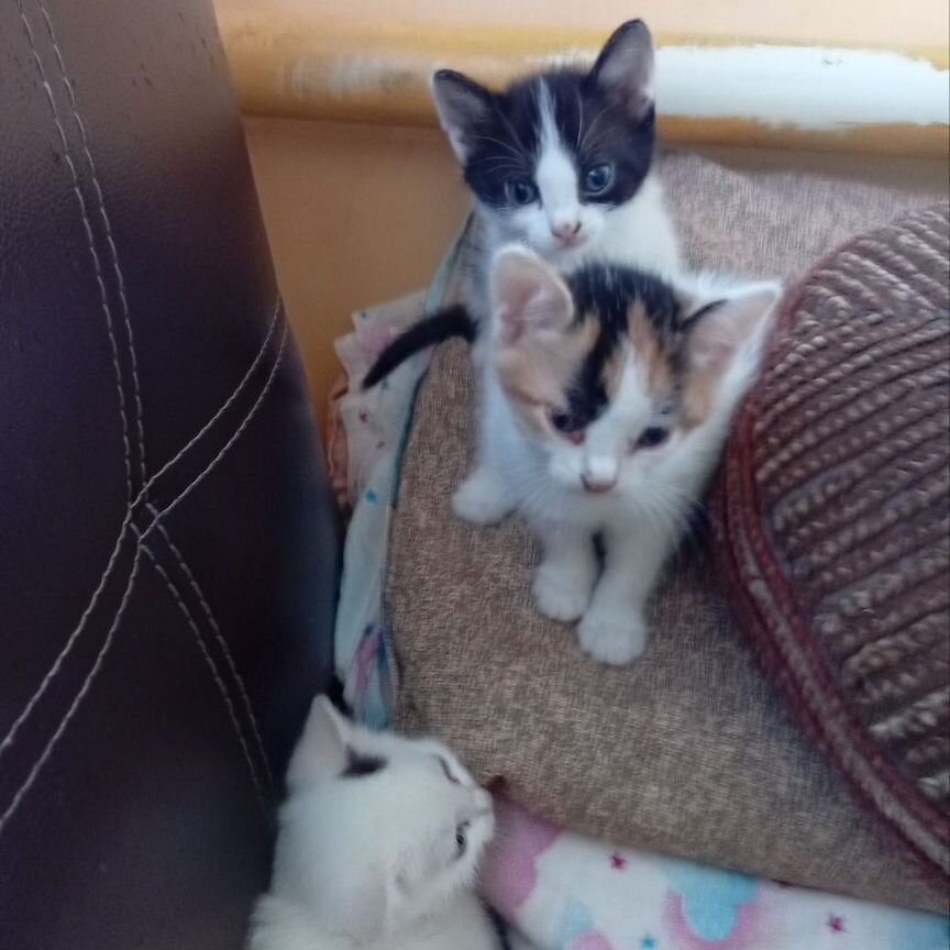 Котята в добрые руки бесплатно