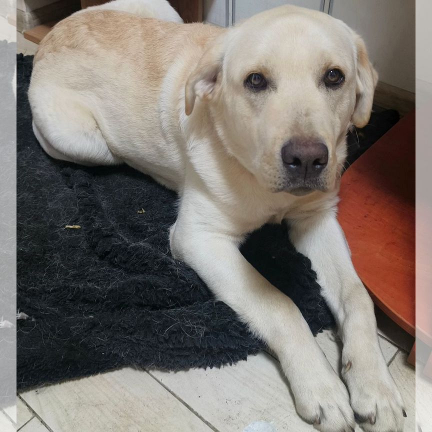 Лабрадор-ретривер, щенок