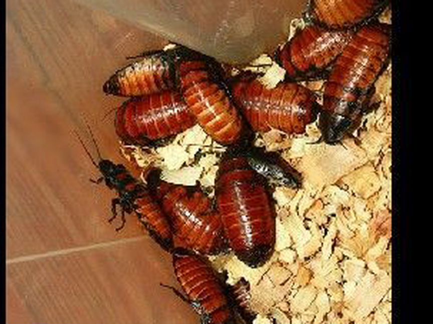 Мадагаскарский таракан-мраморные тараканы