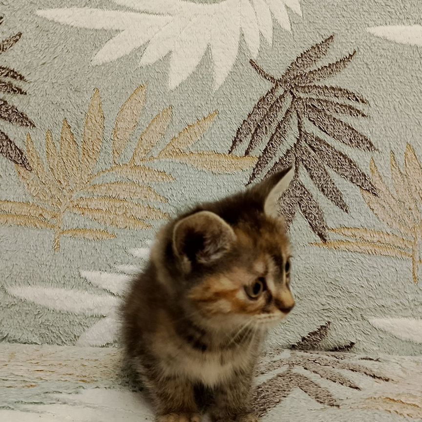 Отдам котят в добрые руки, мама мышелов