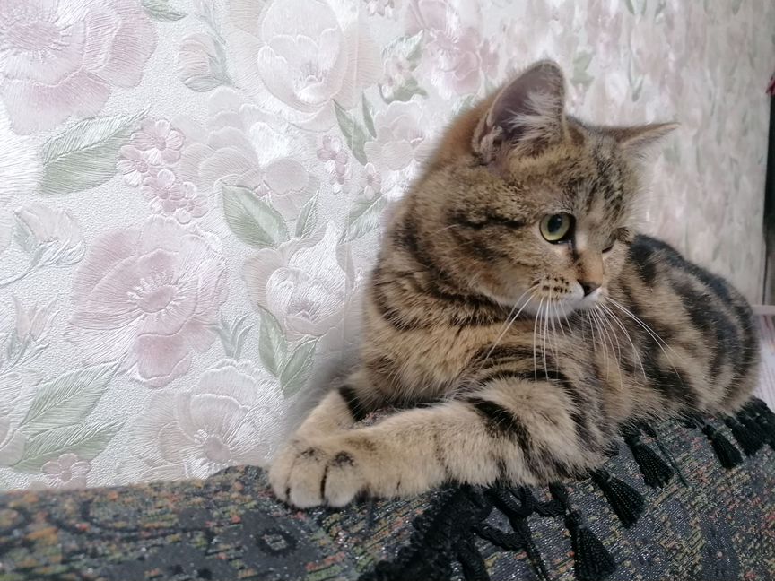 Бенгальская кошка