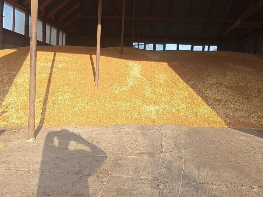 Зерно пшеница