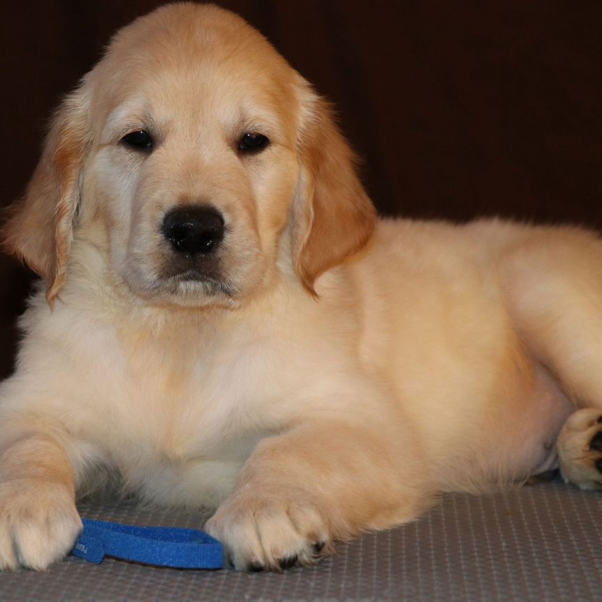 Щенки голдена