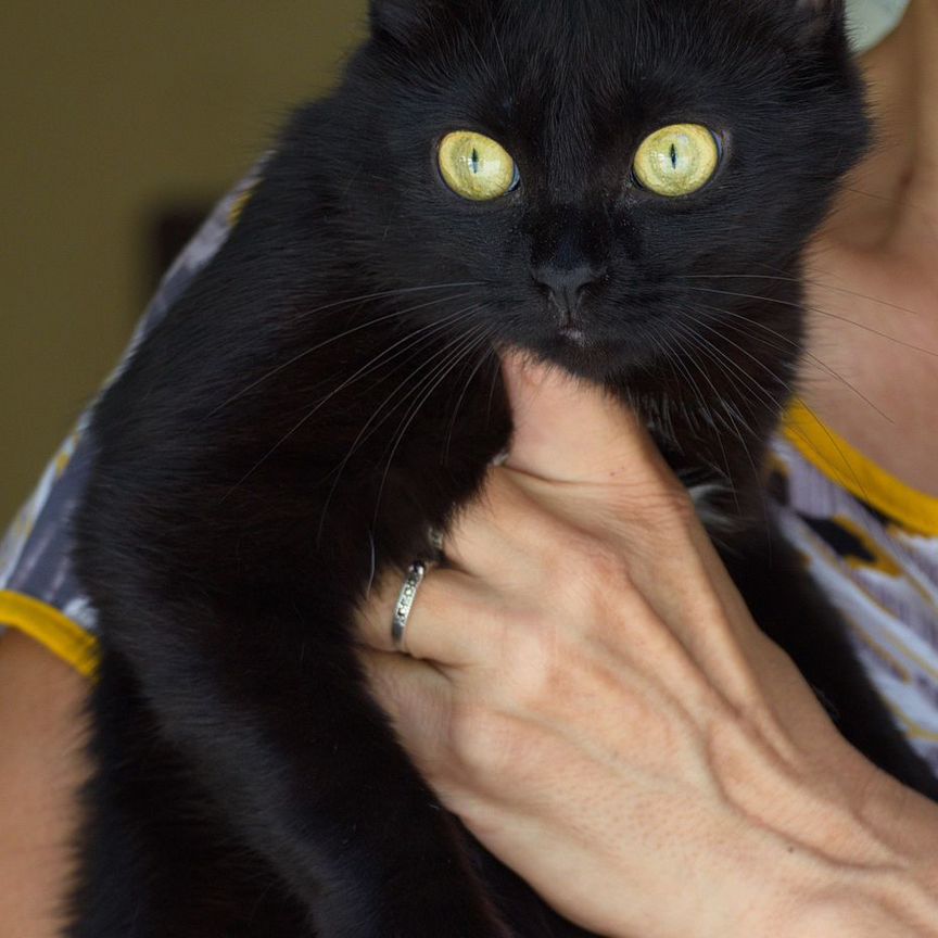 Глазастая изящная пантерка ищет дом