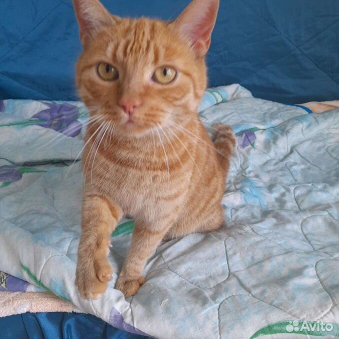 Молодая кисонька Василисонька ищет дом