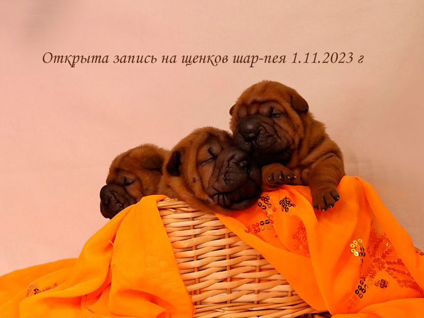 Щенки шарпей