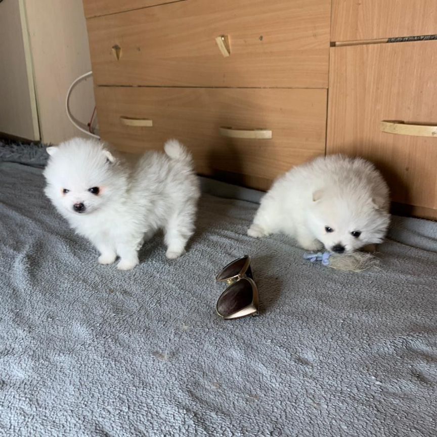 Щенки шпица