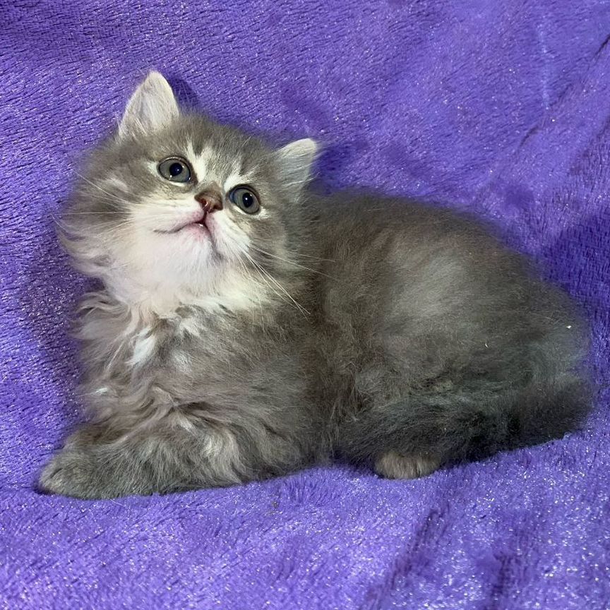 Шотландский прямоухий длинношёрстный котёнок