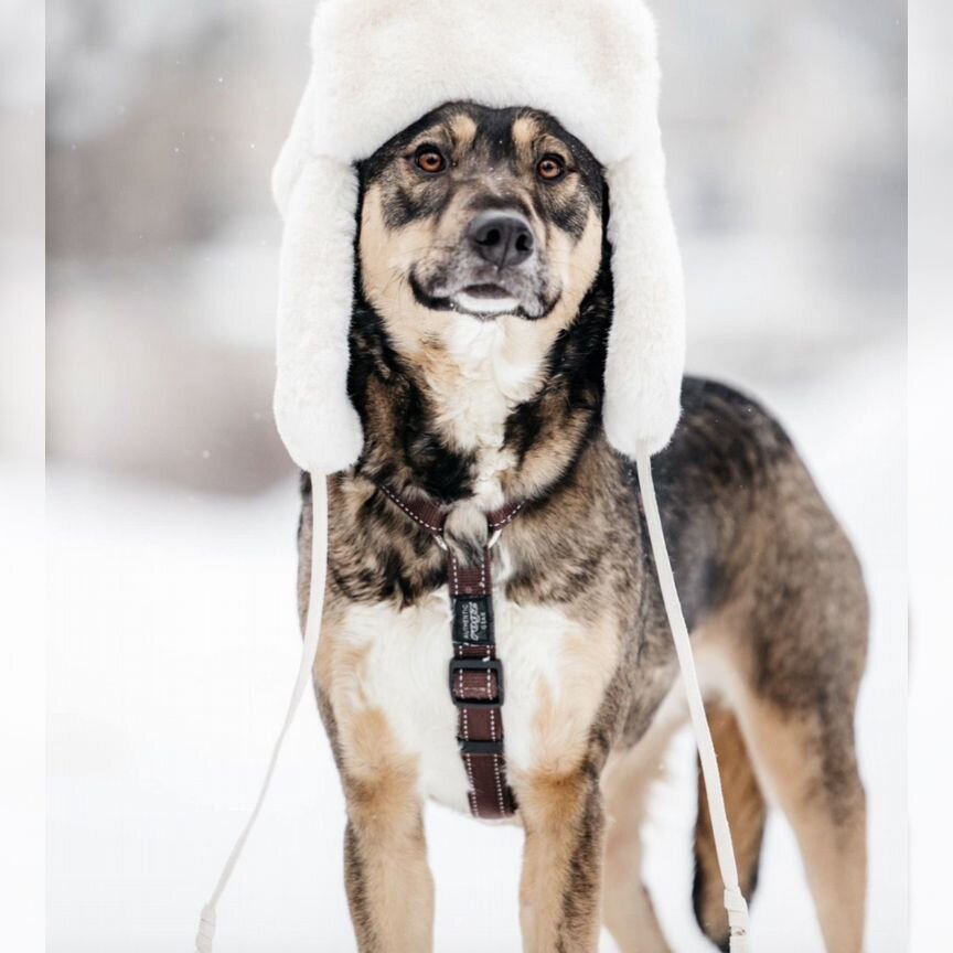 Взрослая собака в добрые руки