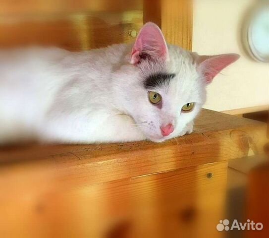 Котик породы турецкий ван