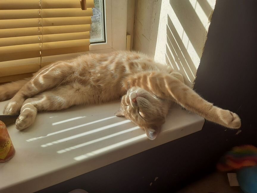 Кот Василий в семью без детей