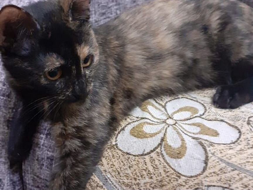 Котёнок Муза