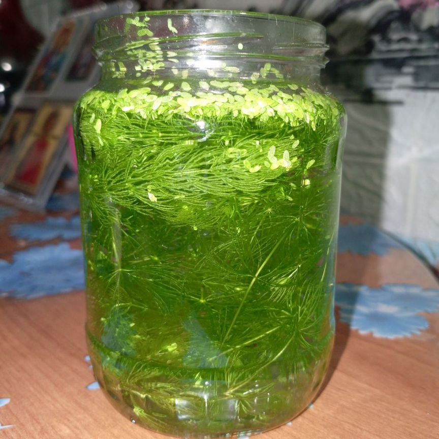 Отдам водоросли ряска и роголистник