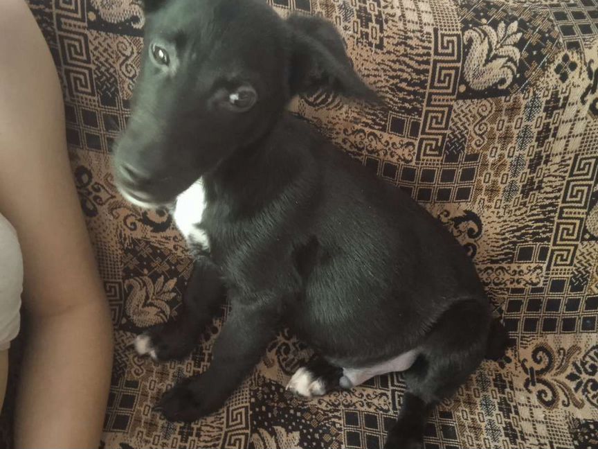 Собака дворняжка щенок,6 м