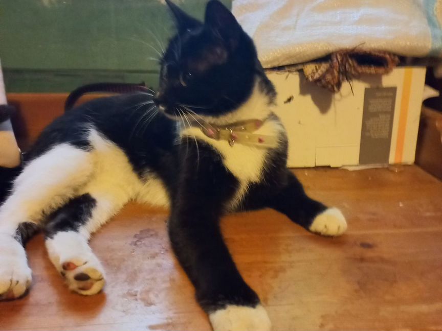 Найдена кошка