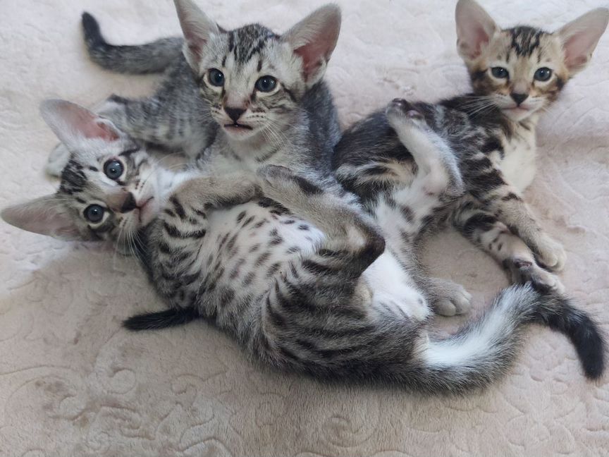 Кошки породистые