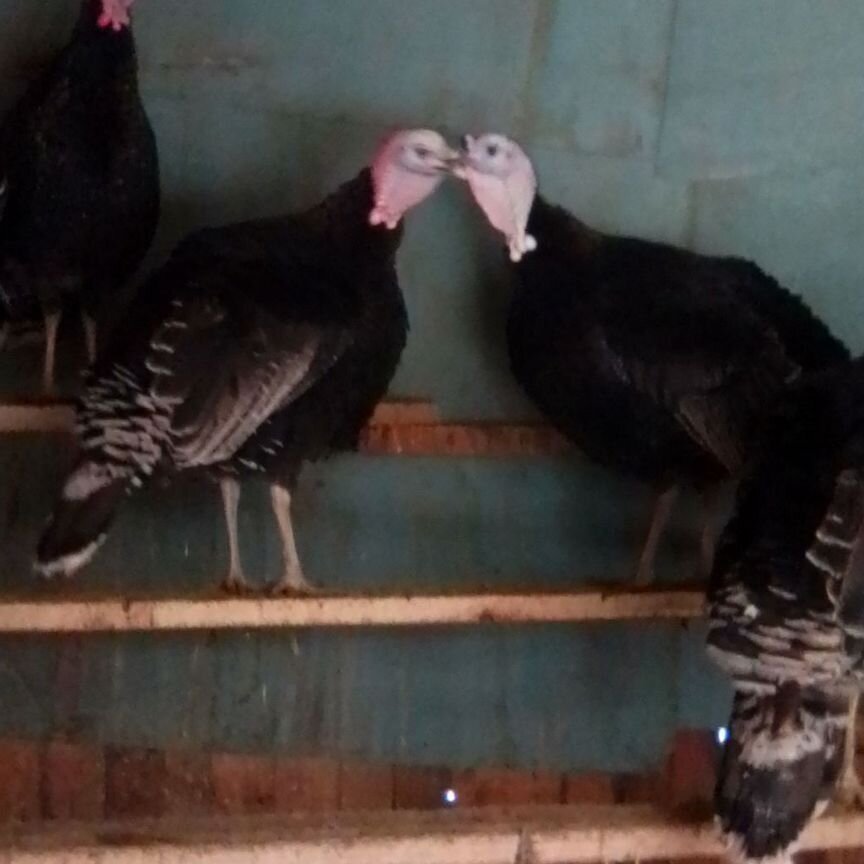 Индюки на племя