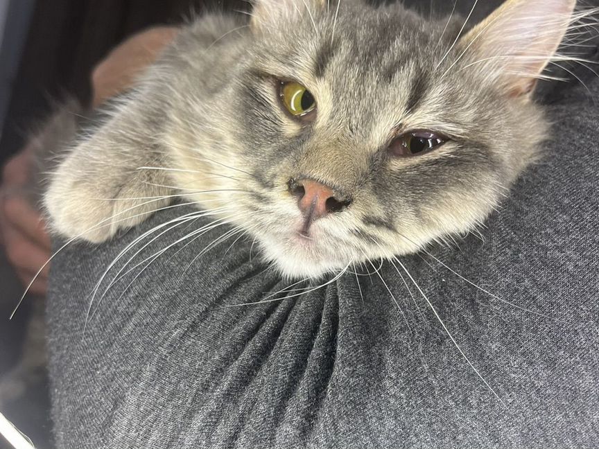 Мэйн кун мальчик 4 месяца