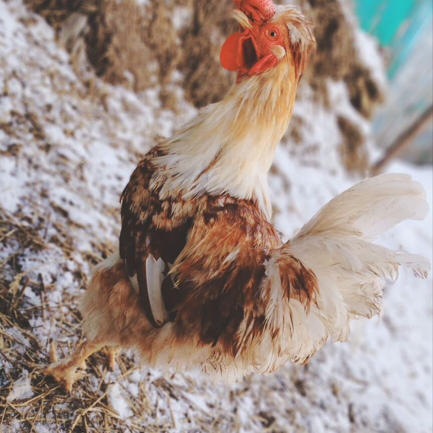 Петухи молодые