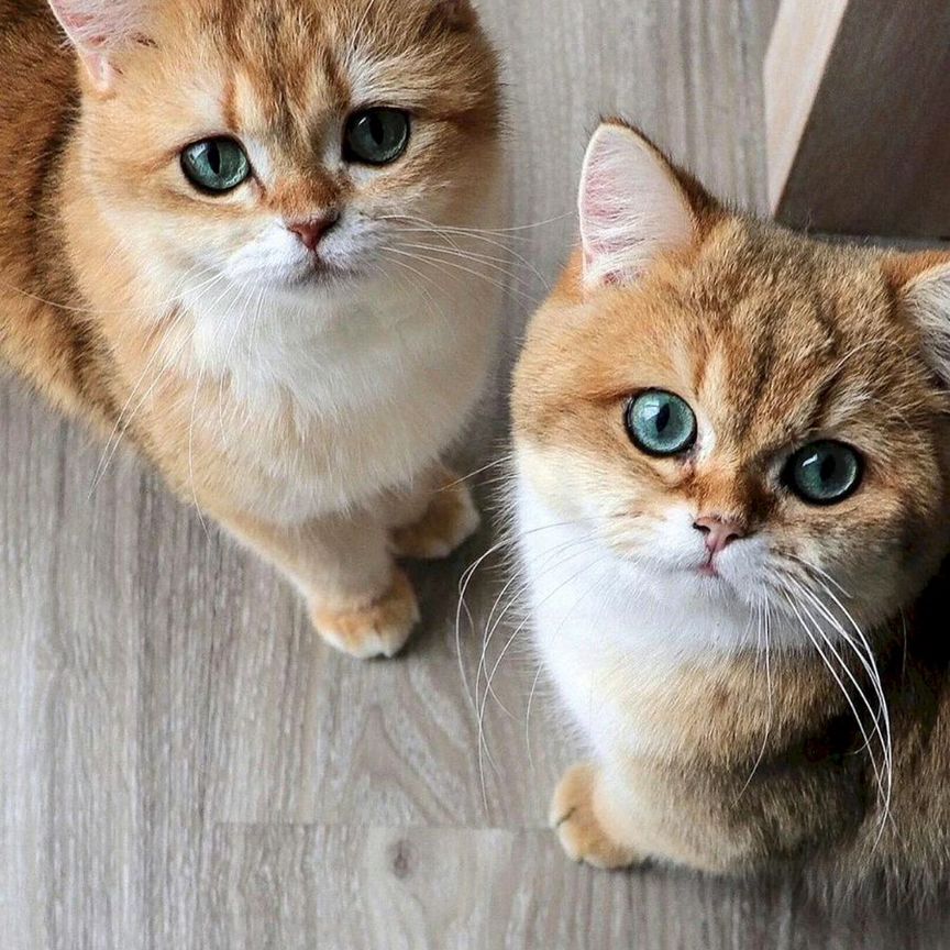 Британская кошка убежала
