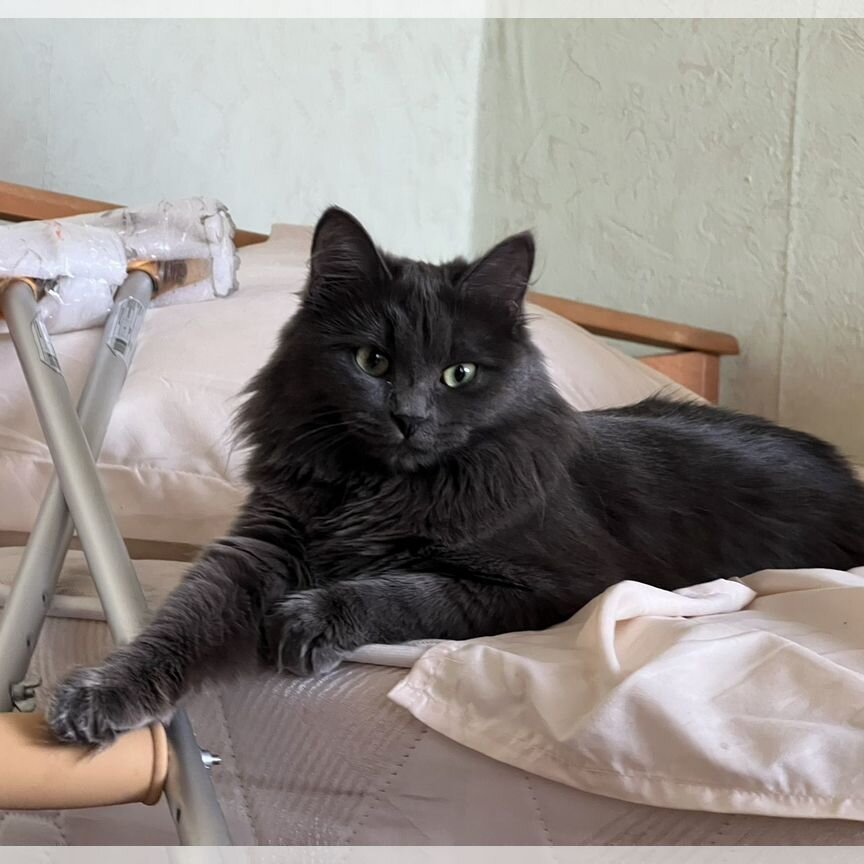 Кошка