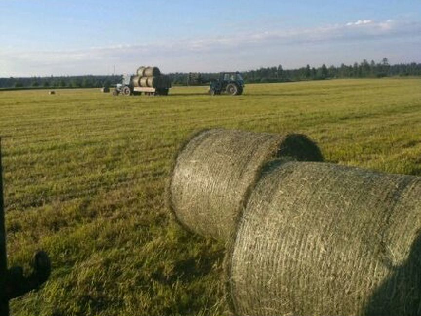 Сено урожай 2023г