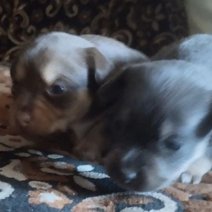 Русский той-терьер, щенок