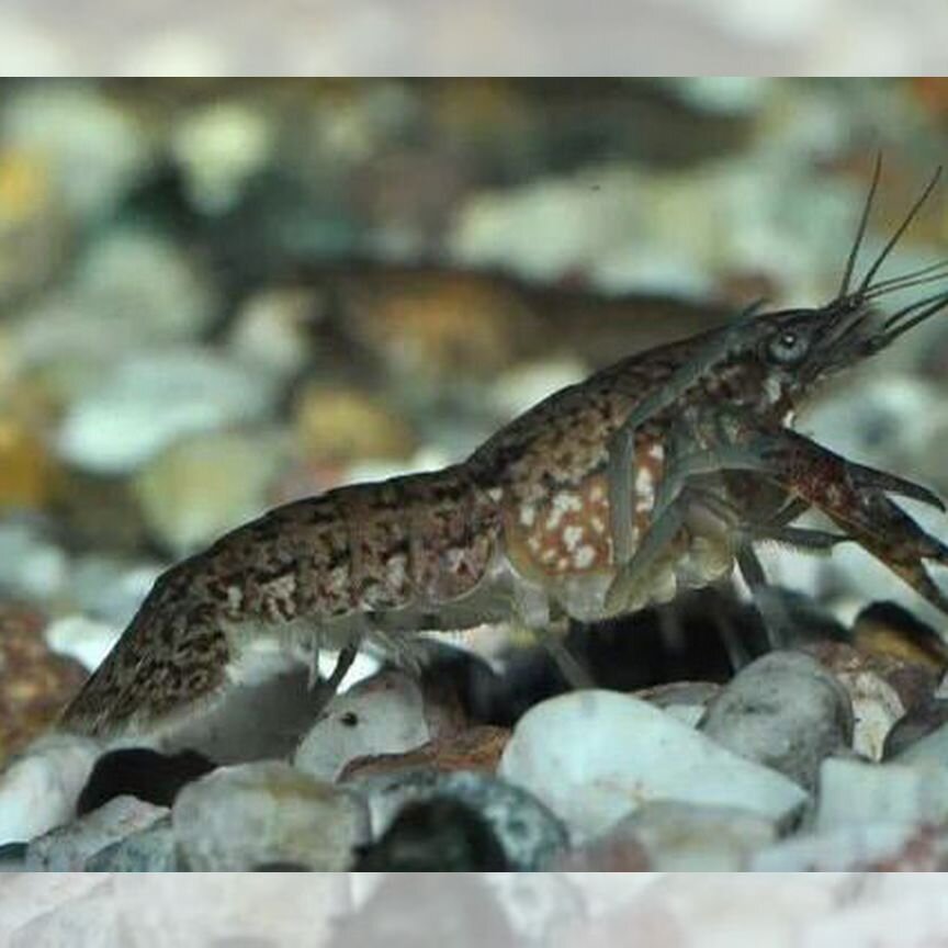 Мраморный рак