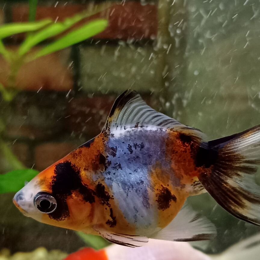 Риукин ситцевый