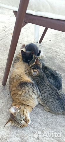 Котята в добрые руки бесплатно