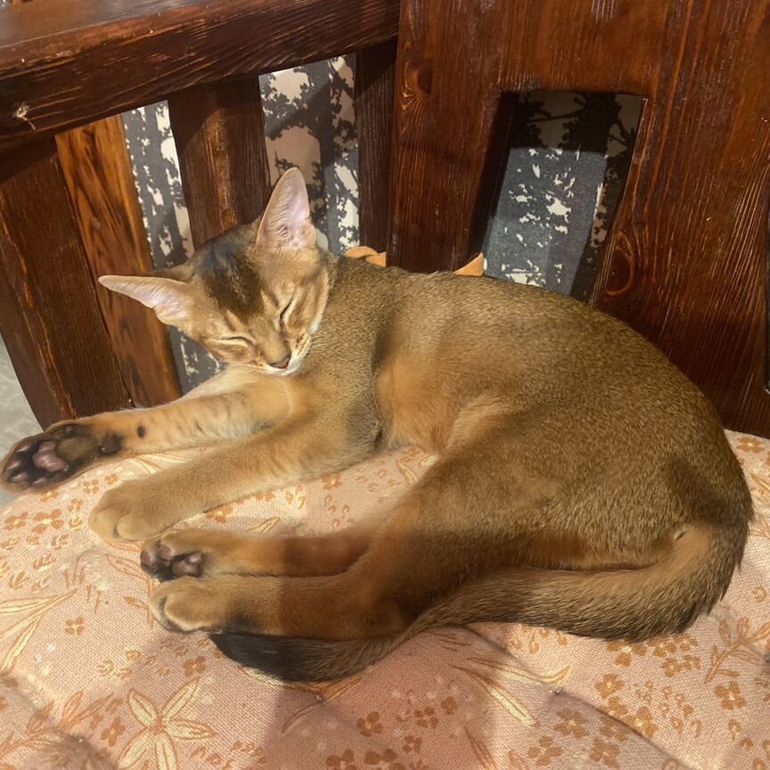 Абесинский кот