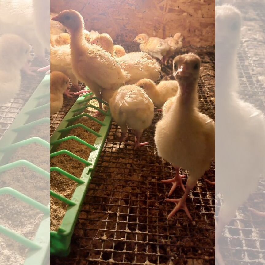 Индюшата ставрополь