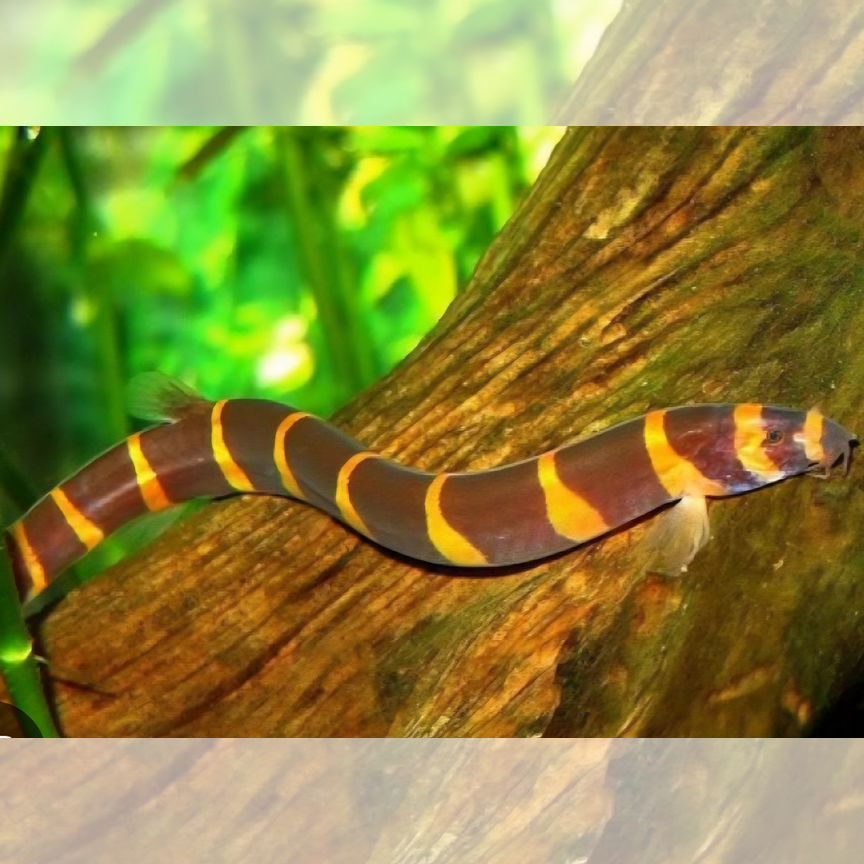 Аквариумные рыбки