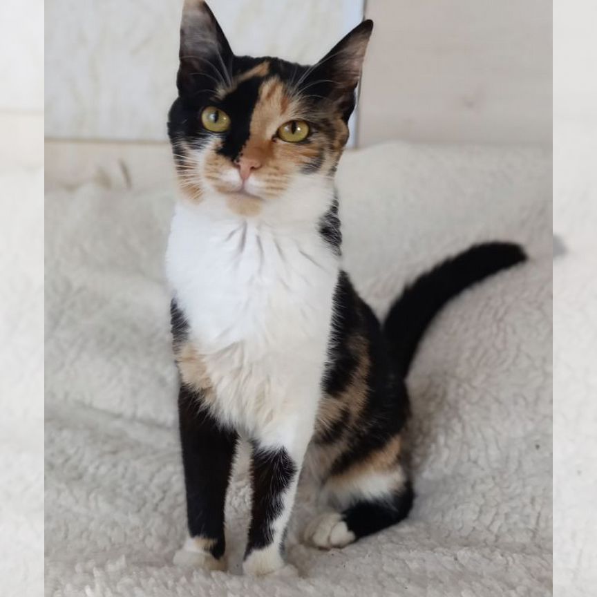 Нужен дом молодой кошечке