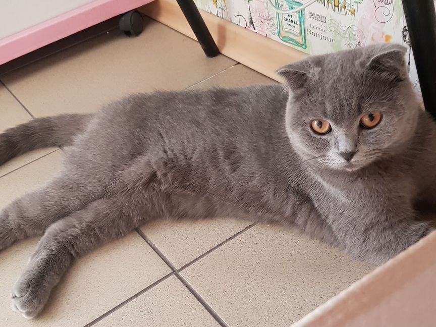 Шотландская вислоухая кошечка
