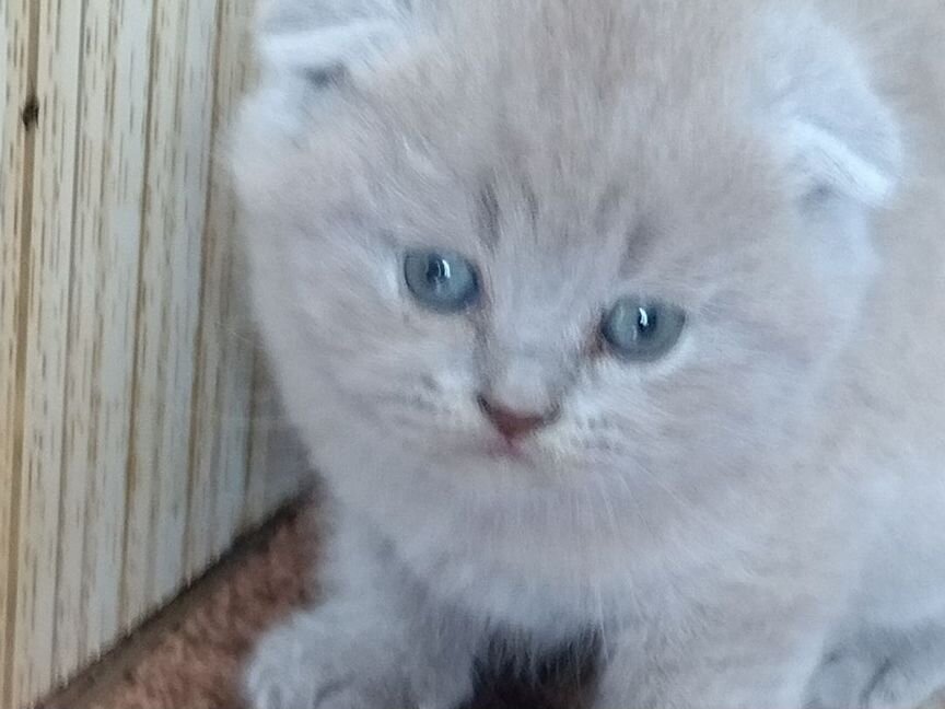 Британские котята