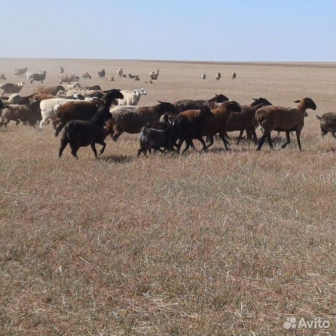 Продам маток