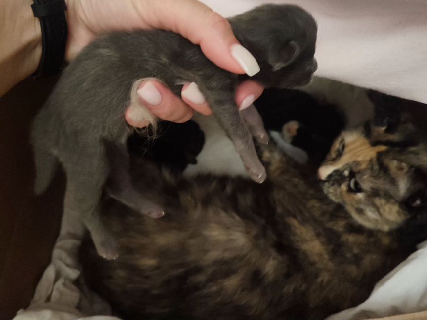 Котята в добрые руки бесплатно