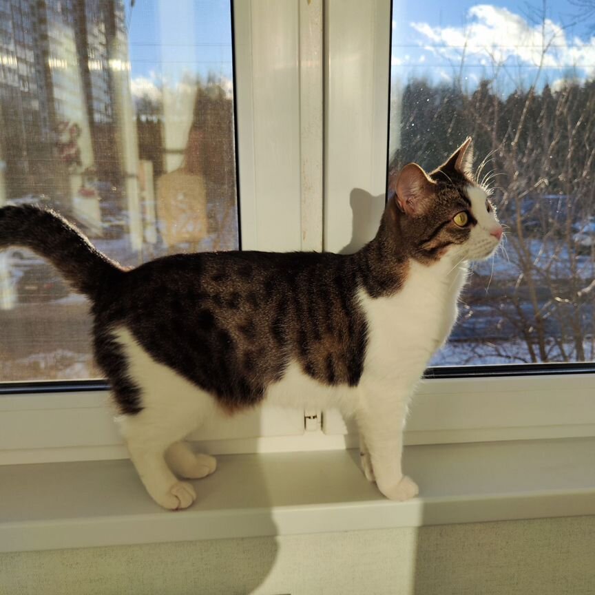 Чудо коту нужен дом