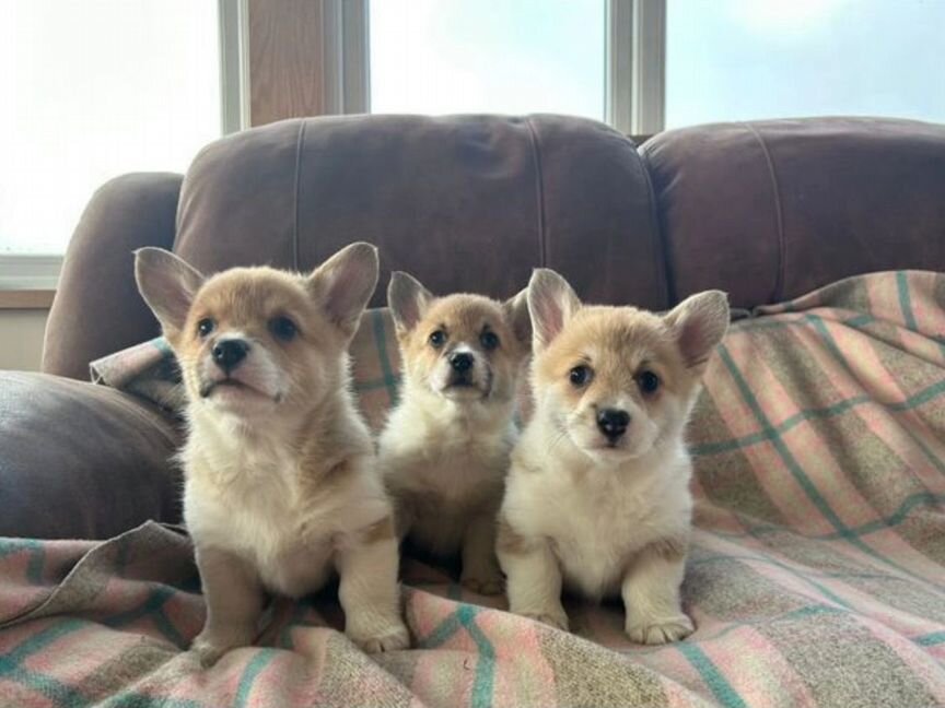 Вельш корги пемброк щенки