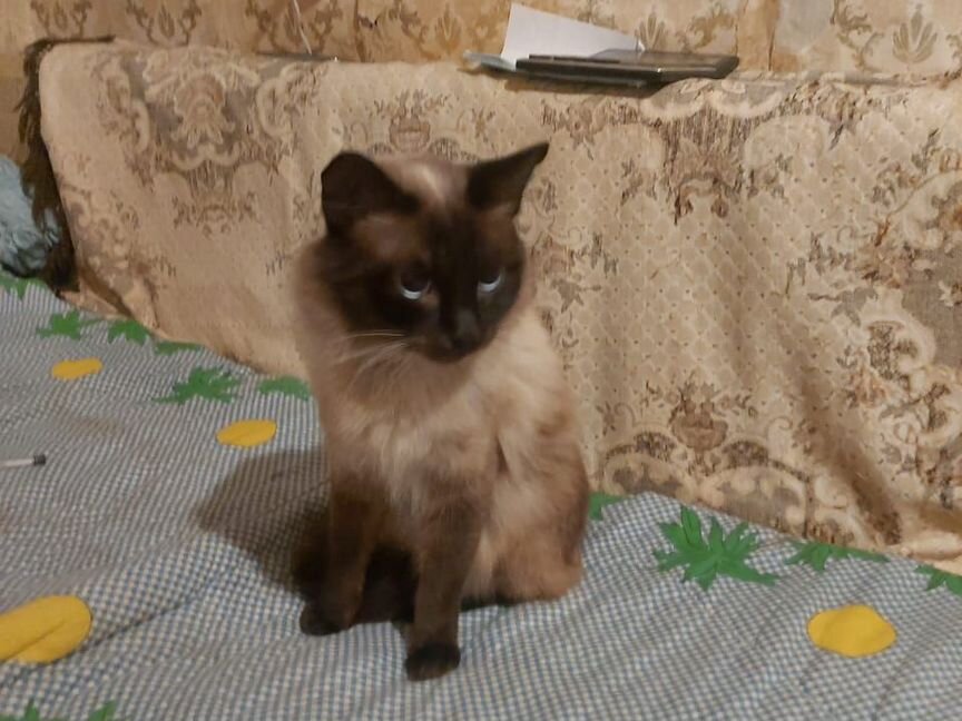 Сиамский кот