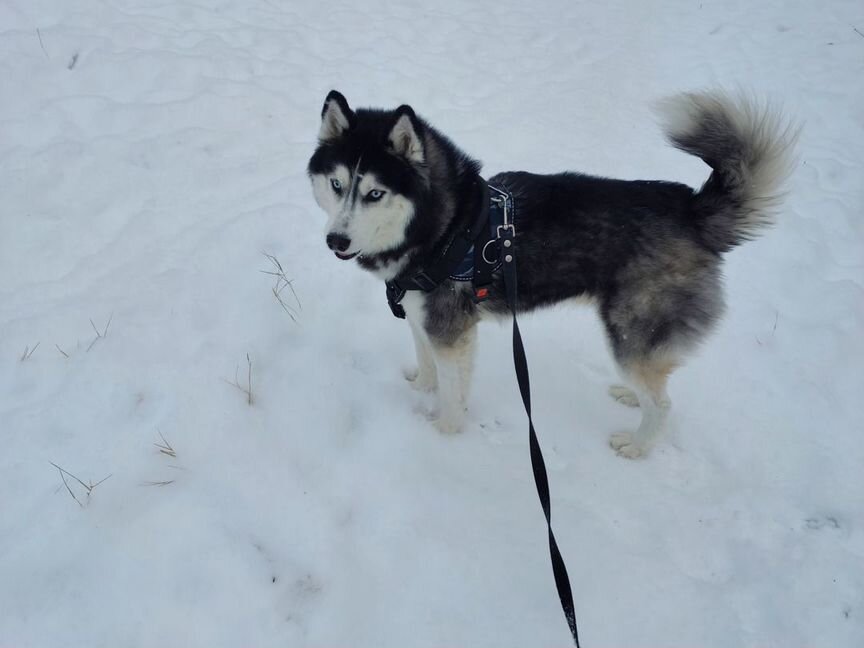 Хаски вязка